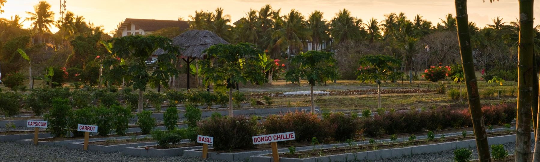 Sheraton Farm | Fiji